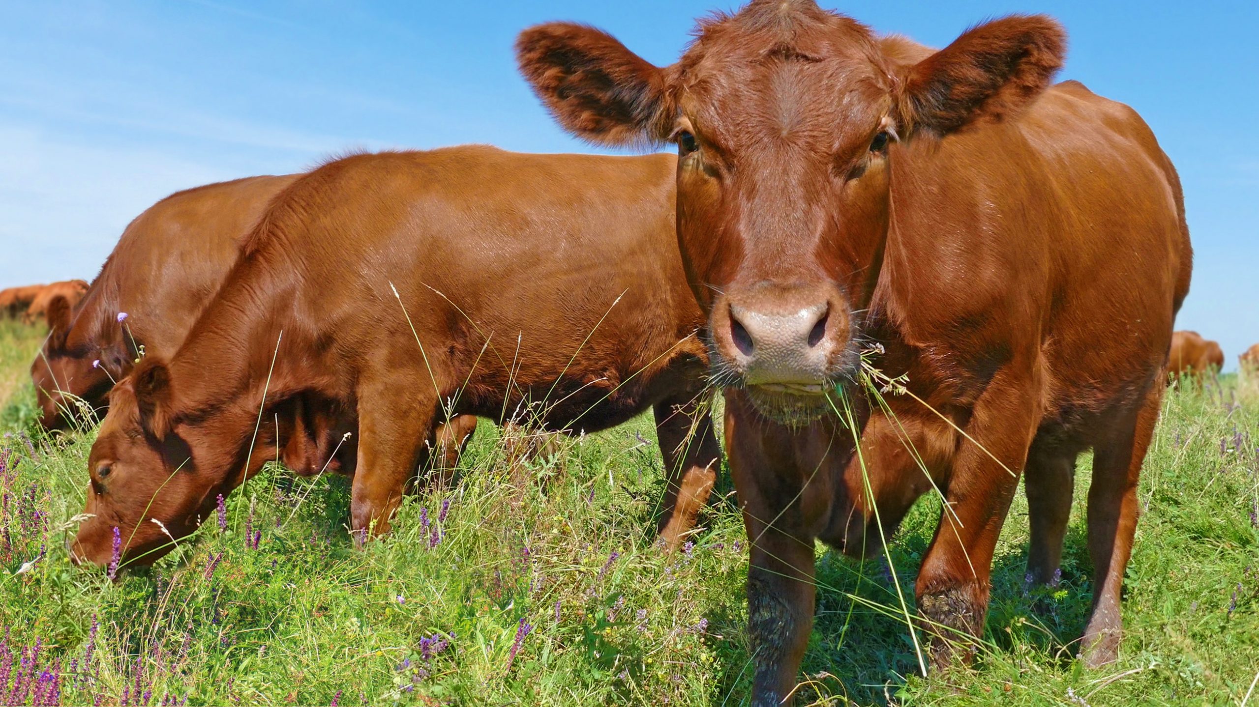 Arm-chair ranching app to transform cattle ranches - Alberta Innovates